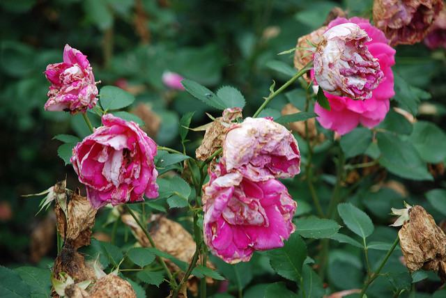 Sick Rose (poem) – Wood Bee Poet