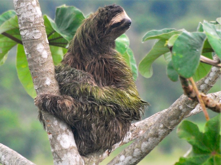 In Praise of the Poetry Sloth – Wood Bee Poet