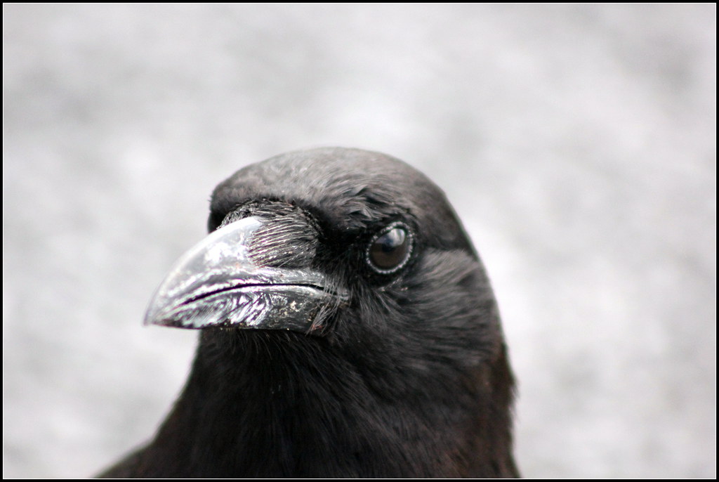 Crows (poem) – Wood Bee Poet