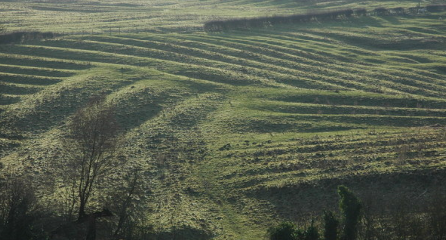 Ridge and Furrow – Wood Bee Poet